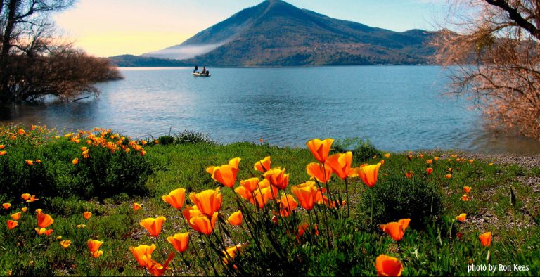 Spring wildflowers in Lake County California are in full bloom.