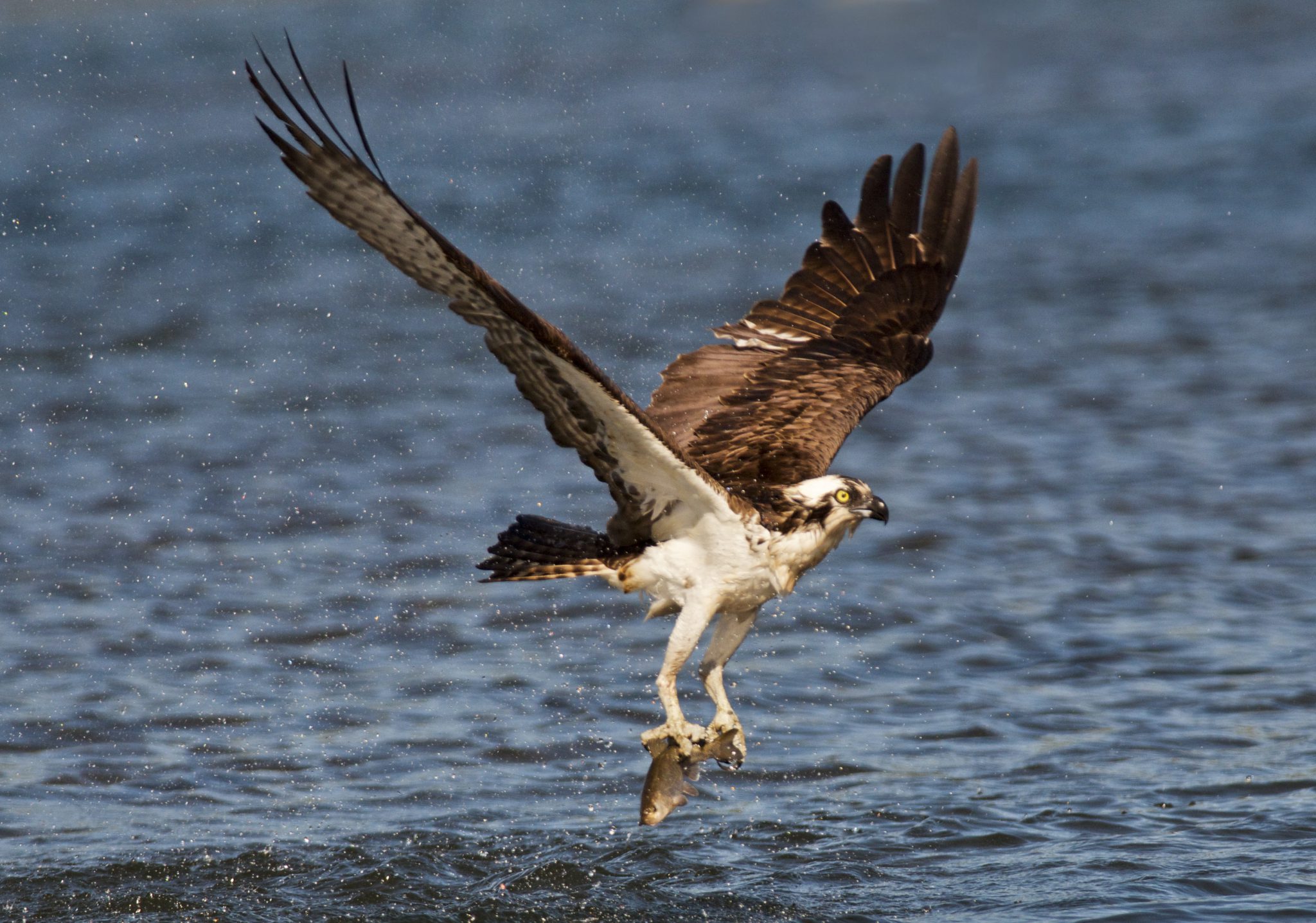 Lake County: A True Birder's Paradise | Lake County, CA