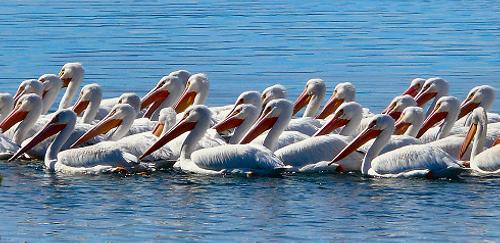 Lake County: A True Birder's Paradise | Lake County, CA